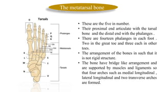 Osseous System Part II.pptx