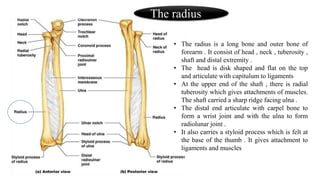 Osseous System Part II.pptx