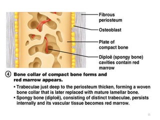 Ossification | PPTX