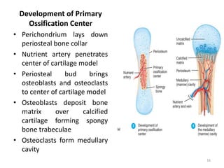 Ossification | PPTX
