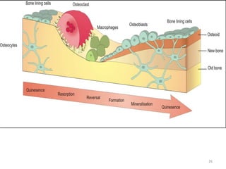Ossification | PPTX