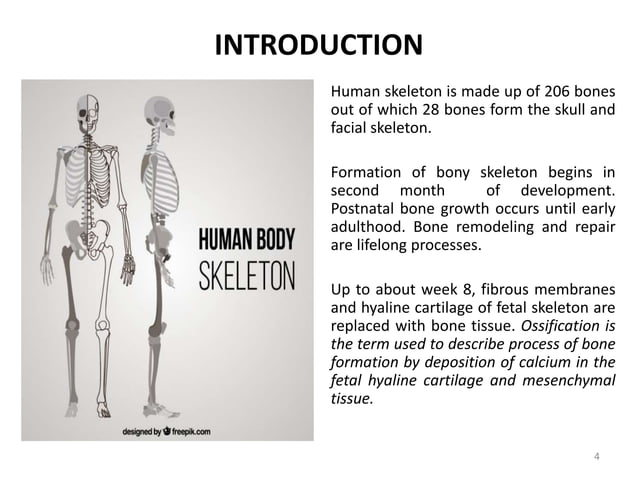 Ossification | PPTX | Bone and Joint Conditions | Diseases and Conditions