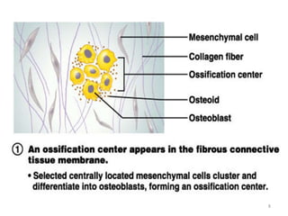 Ossification | PPTX