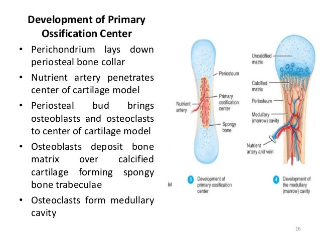 Ways Of Bone Formation A Ossification Can Occur Via