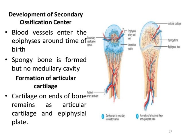 Ossification Process