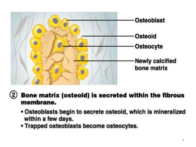 Ossification Process