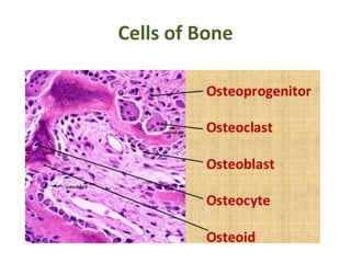 Bones and ossification | PPTX