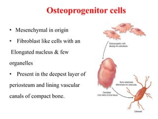 Bones and ossification | PPTX