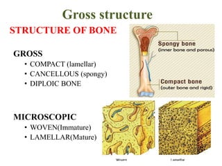 Bones and ossification | PPTX