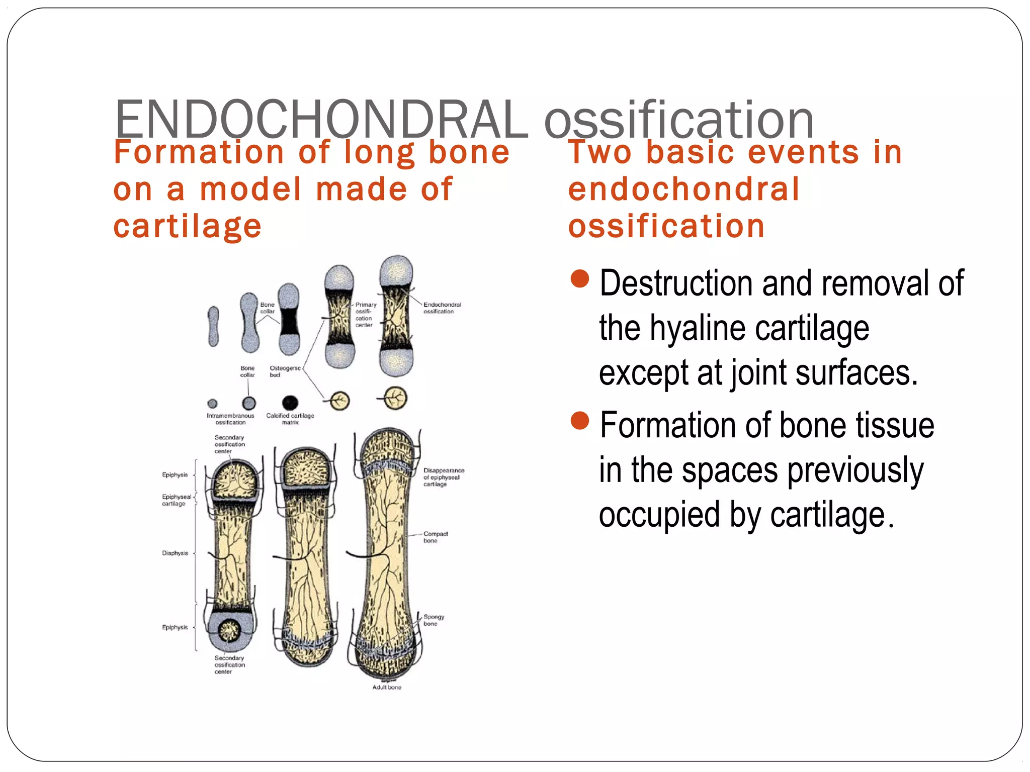 Ossification | PPT