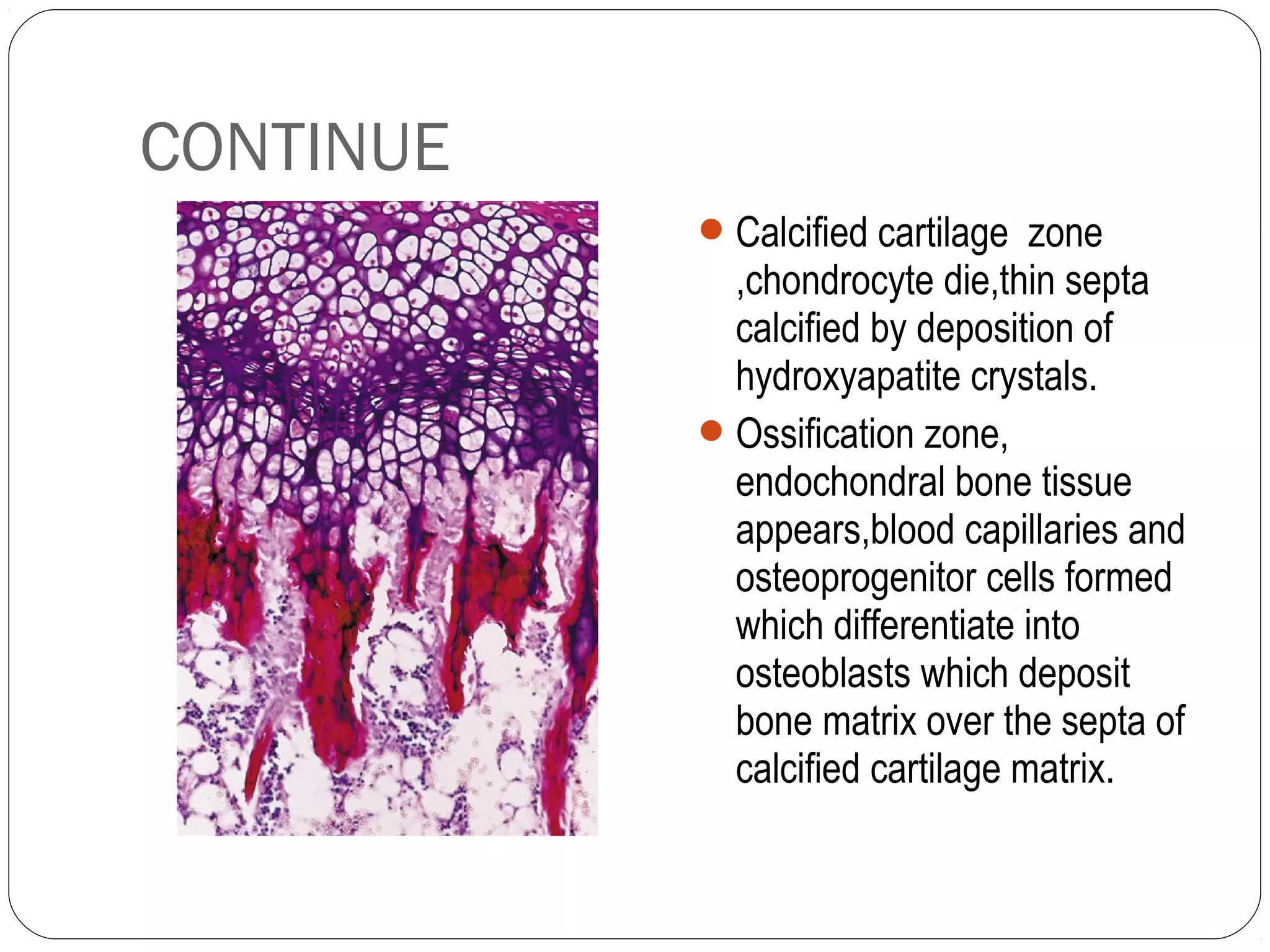 Ossification | PPT