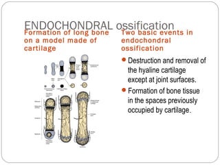Ossification | PPT