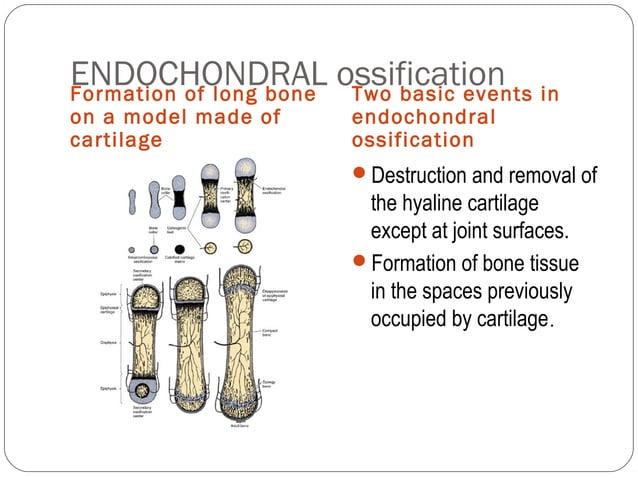 Ossification | PPT