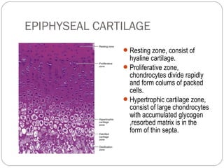 Ossification | PPT