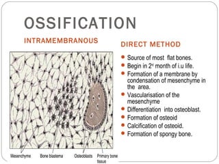 Intramembranous Bone Formation
