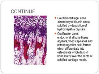 Endochondral Ossification Zones