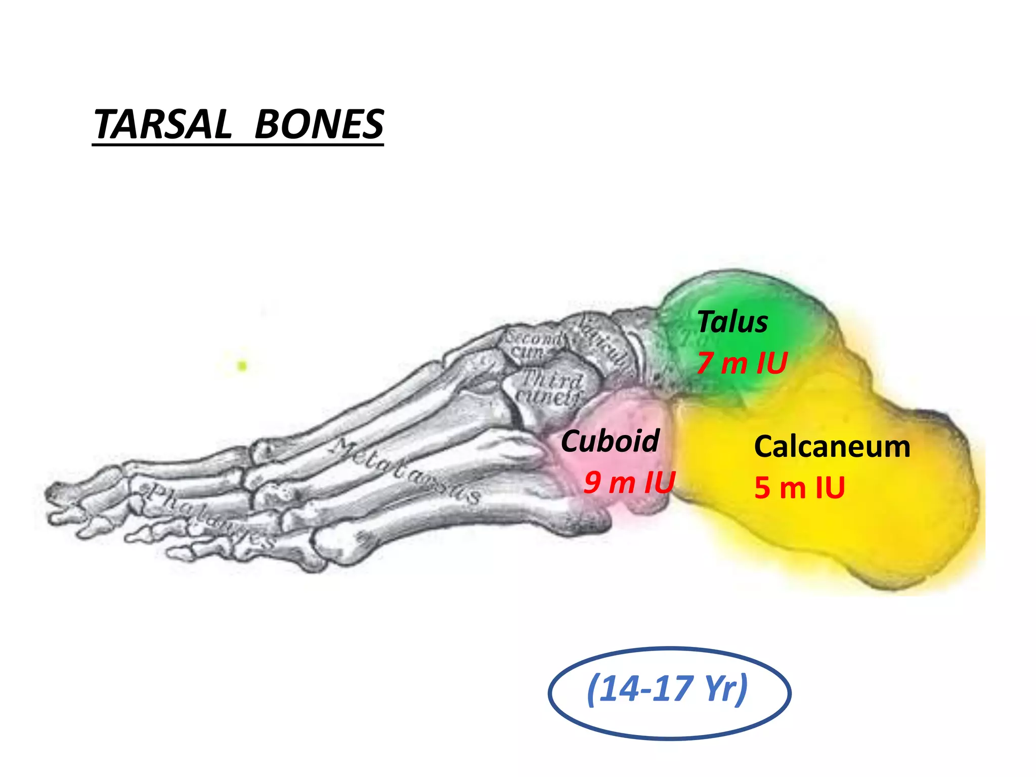 Ossification centres | PPTX