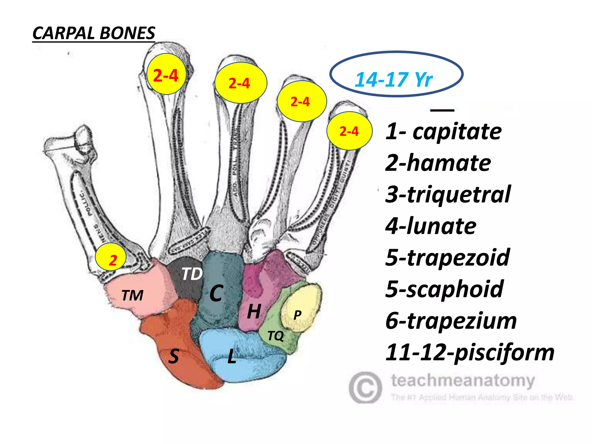 Ossification centres | PPTX