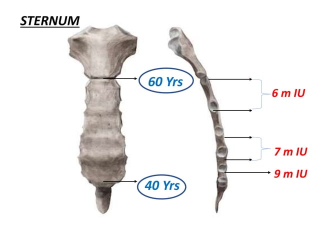 Ossification centres | PPTX