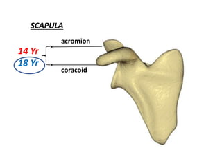 Ossification centres | PPTX
