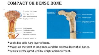 Bones Tissue and Ossification of Bone.pptx