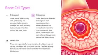 Ossification of bones (Batch A).pptx and bone | PPT