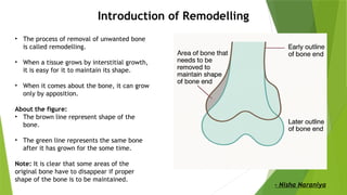 Ossification of bones (Batch A).pptx and bone | PPTX