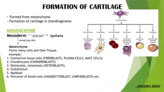 Ossification of bones (Batch A).pptx and bone | PPT