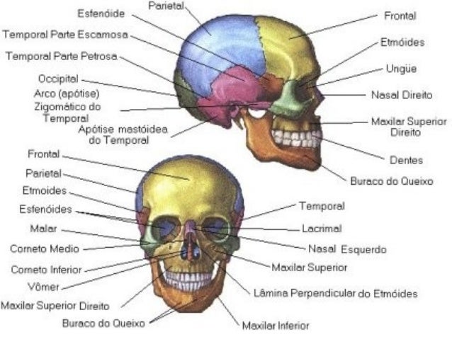Ossos da cabeça i