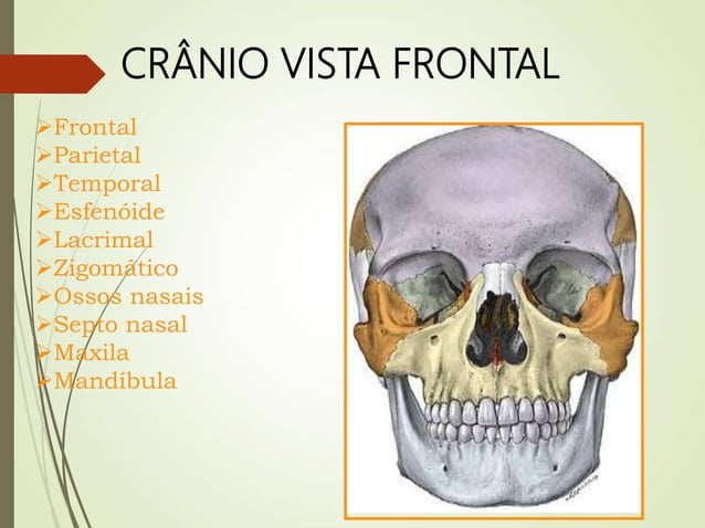 Ossos do Cranio e da Face - pré_aula - UNIME.ppt