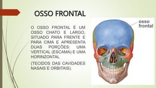 OSSOS DO CRÂNIO SLIDES.pptx