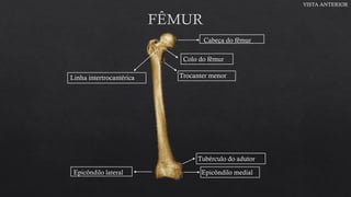 OSSOS DOS MEMBROS INFERIORES | PDF