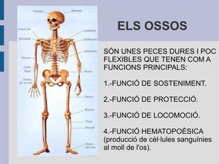 Ossos i músculs | PPT
