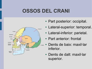 Ossos i músculs | PPT