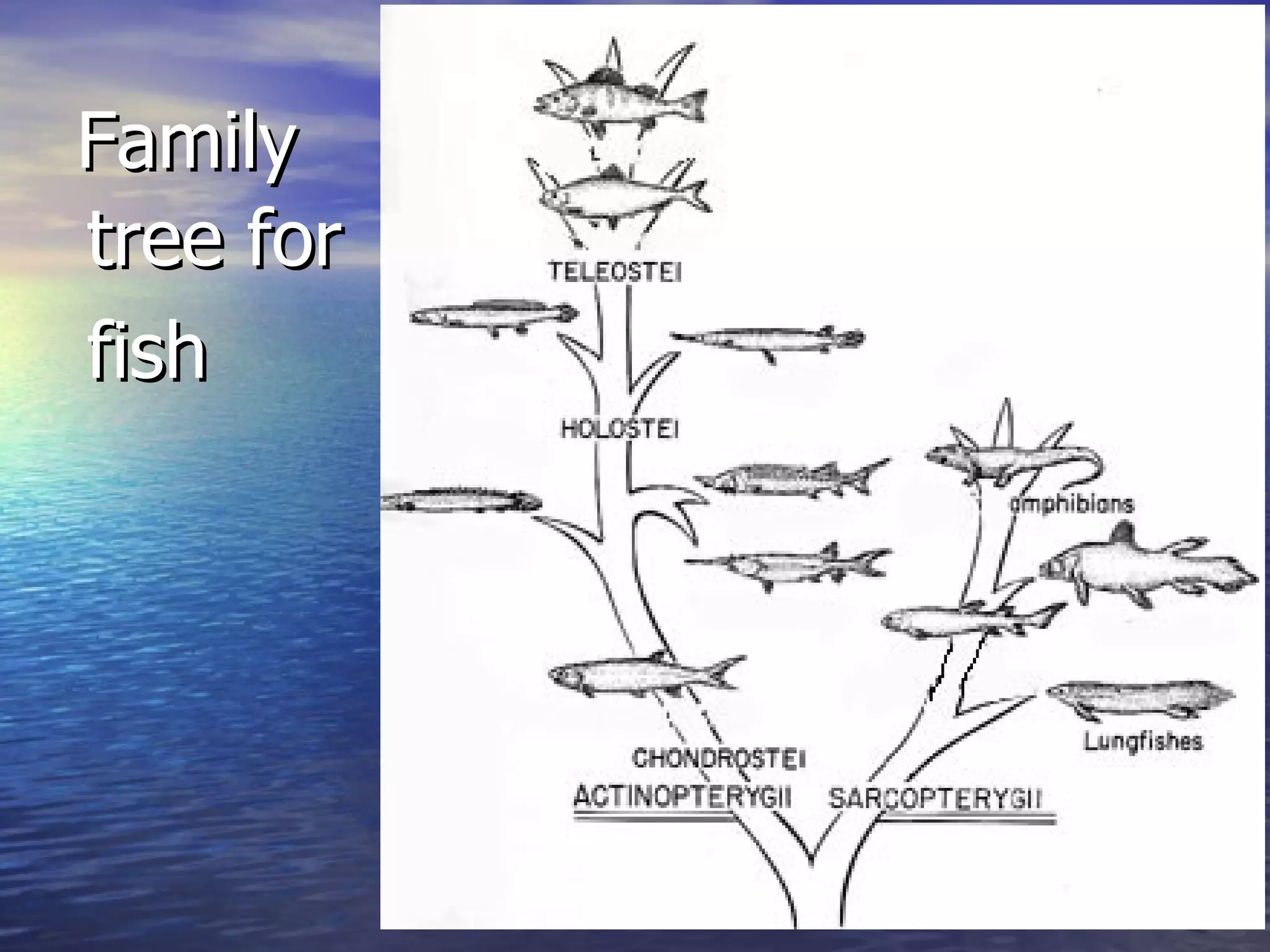 Osteichthyes Notes | PPT