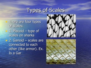 Osteichthyes Notes | PPT