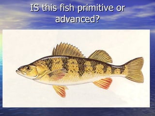 Osteichthyes Notes | PPT