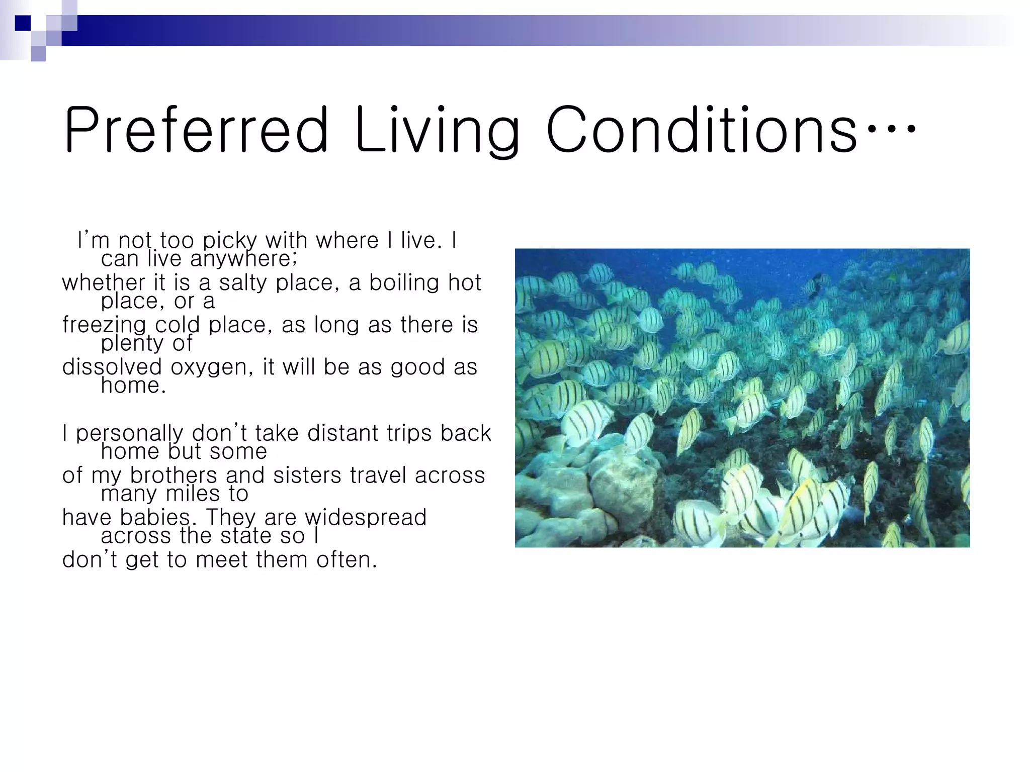 Osteichthyes | PPT | Fish and Aquariums | Pets