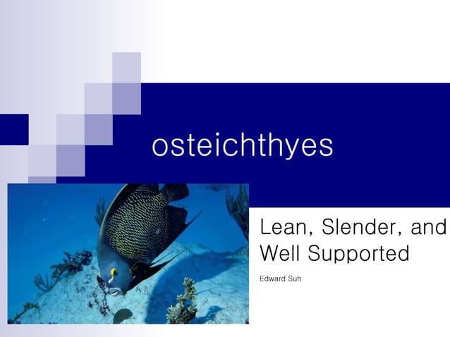 Osteichthyes | PPT | Fish and Aquariums | Pets