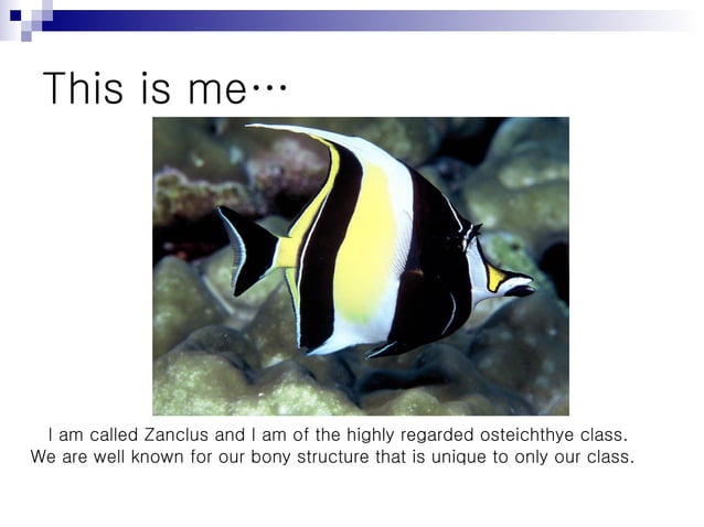 Osteichthyes | PPT | Fish and Aquariums | Pets