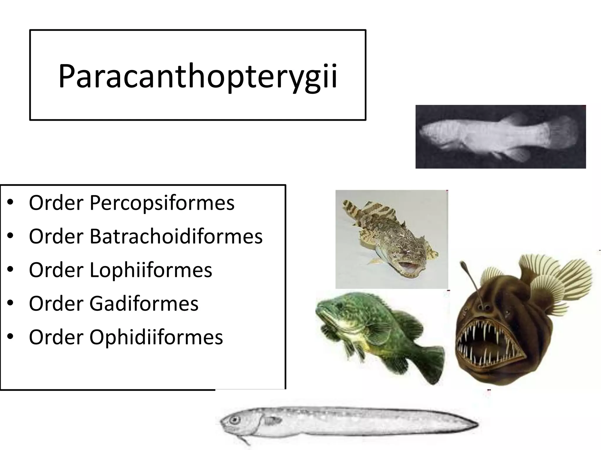 Class Osteichthyes | PPTX
