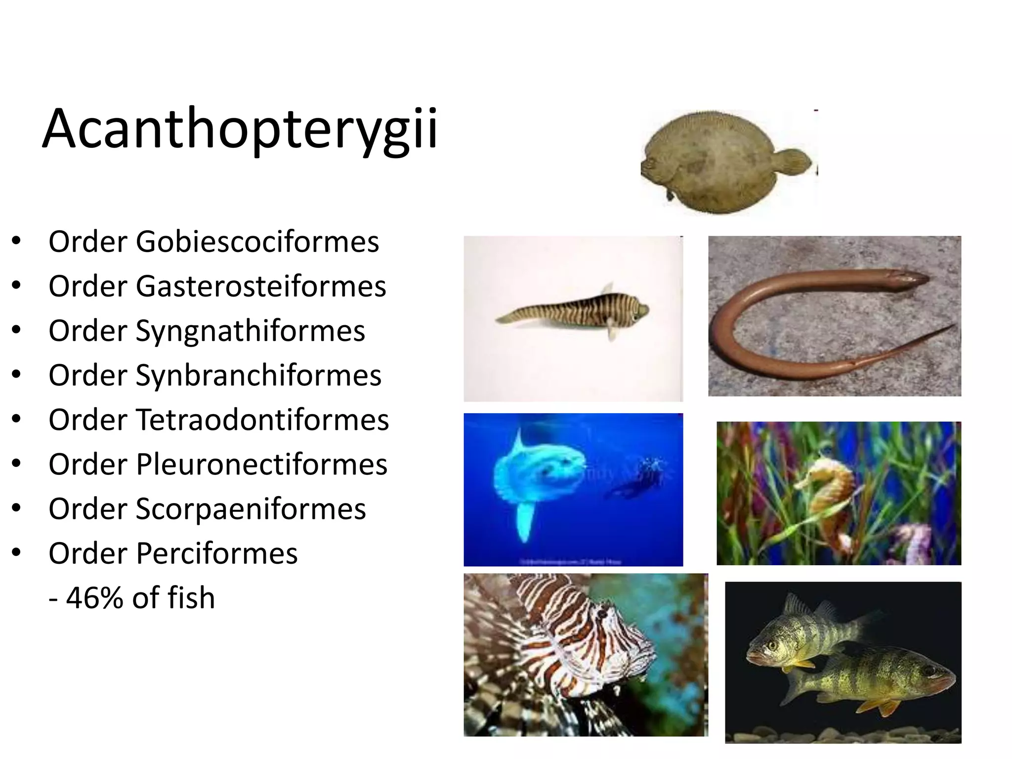 Class Osteichthyes | PPTX