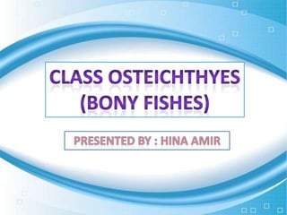 Class Osteichthyes | PPTX