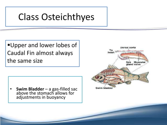 Class Osteichthyes | PPTX | Fish and Aquariums | Pets