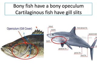 Class Osteichthyes Bony Fish
