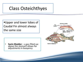 Class Osteichthyes