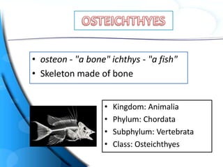 Class Osteichthyes