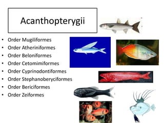 Class Osteichthyes Characteristics