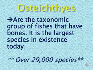 Osteichthyes | PPTX