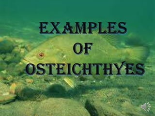 Osteichthyes | PPTX